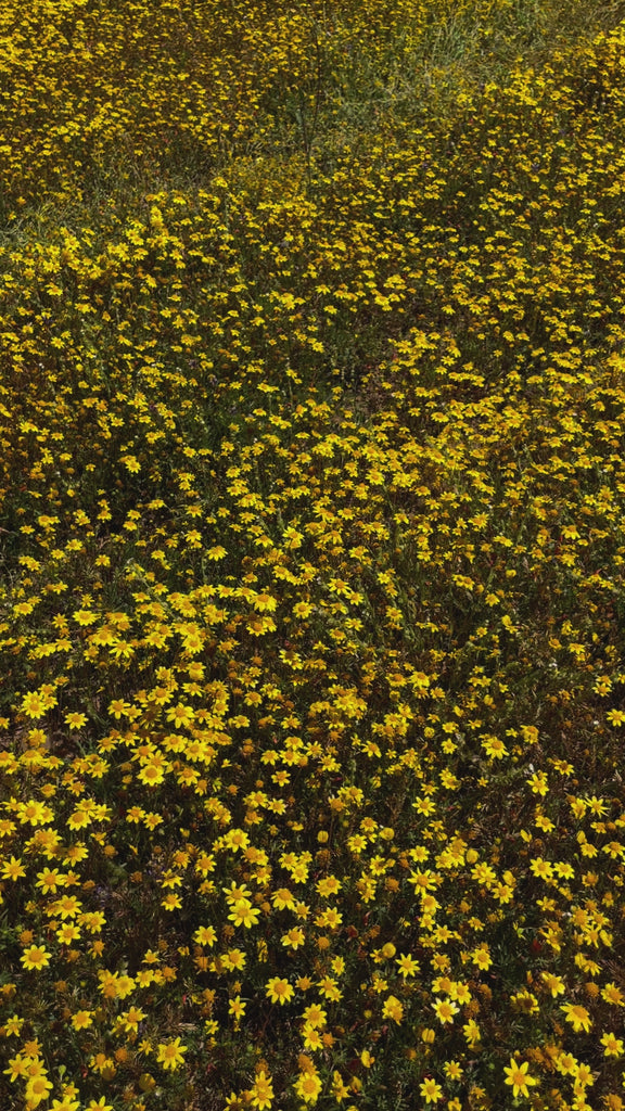 RAWRR MANTIS X - All Terrain E-MOTO – AIC Motorsports